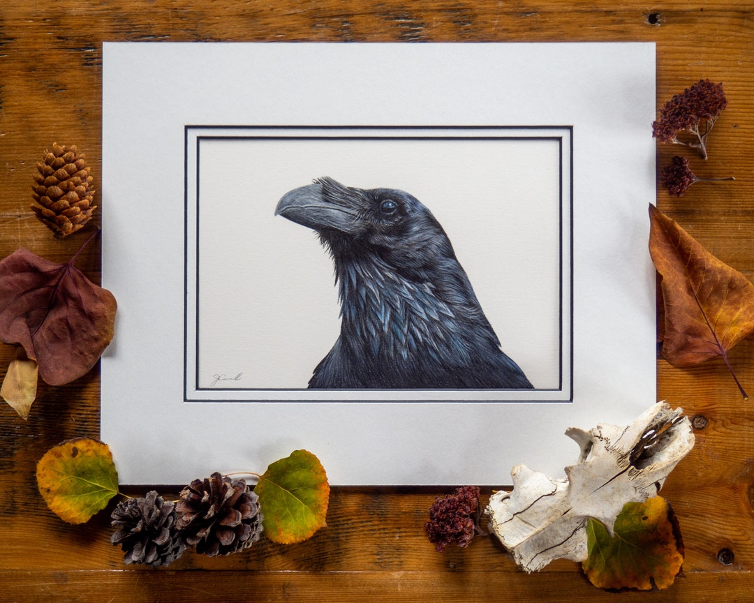 Common Raven / Bird Art / Bird Drawing / Wildlife Art - Etsy