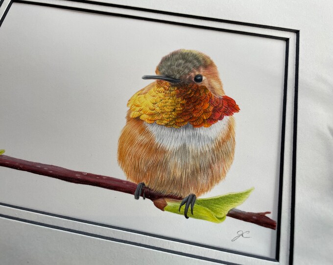 Rufous Hummingbird / Bird Art / Bird Drawing / Wildlife Art - Etsy