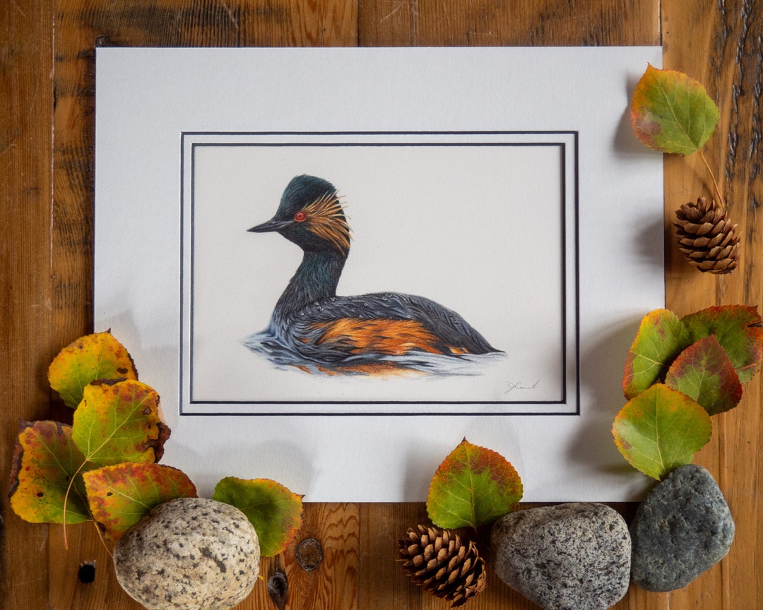 Eared Grebe / Bird Art / Bird Drawing / Wildlife Art - Etsy