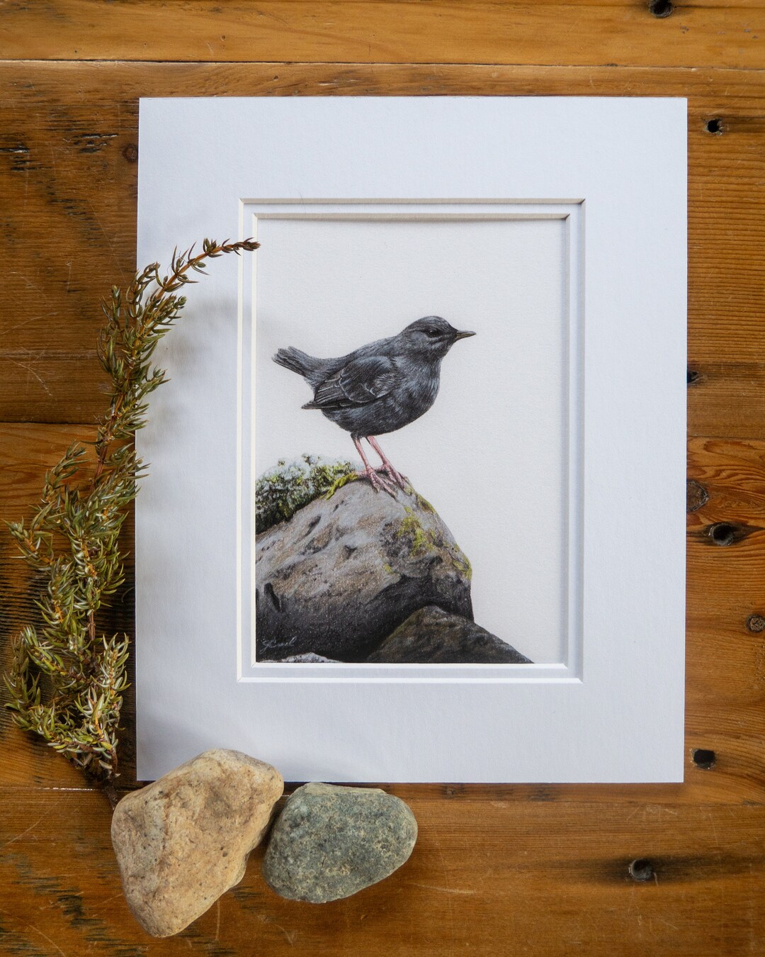 American Dipper Print / Bird Print / Bird Artwork / Bird Art Prints - Etsy