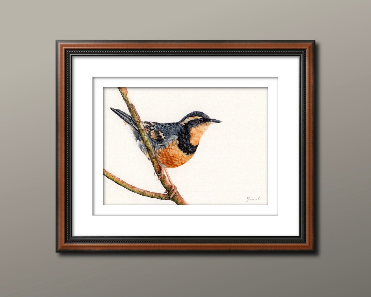 Varied Thrush / Bird Art / Bird Drawing / Wildlife Art - Etsy
