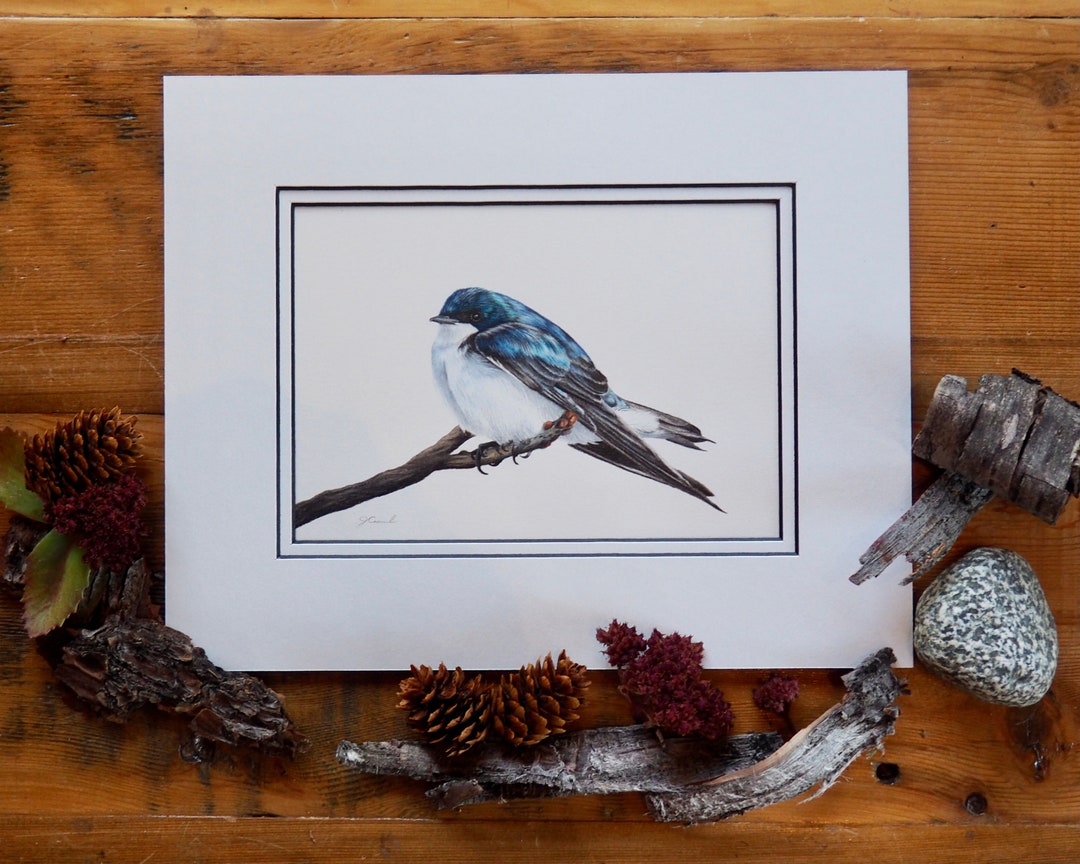 Tree Swallow / Bird Art / Bird Drawing - Etsy