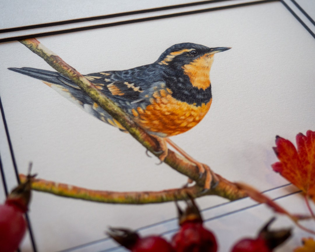 Varied Thrush / Bird Art / Bird Drawing / Wildlife Art - Etsy