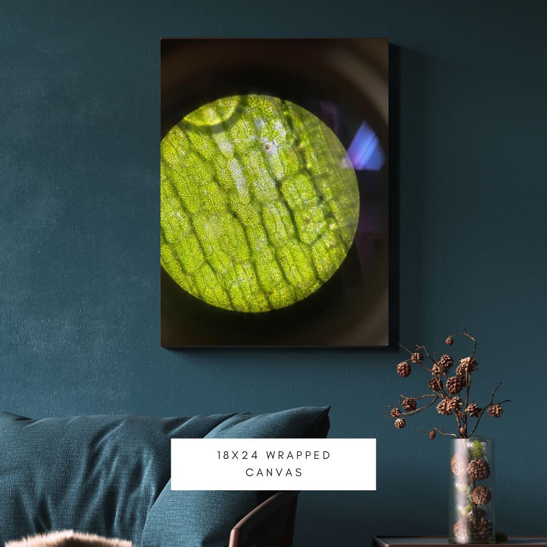 Canvas Wrapped 40x Plant Cell Art - Etsy