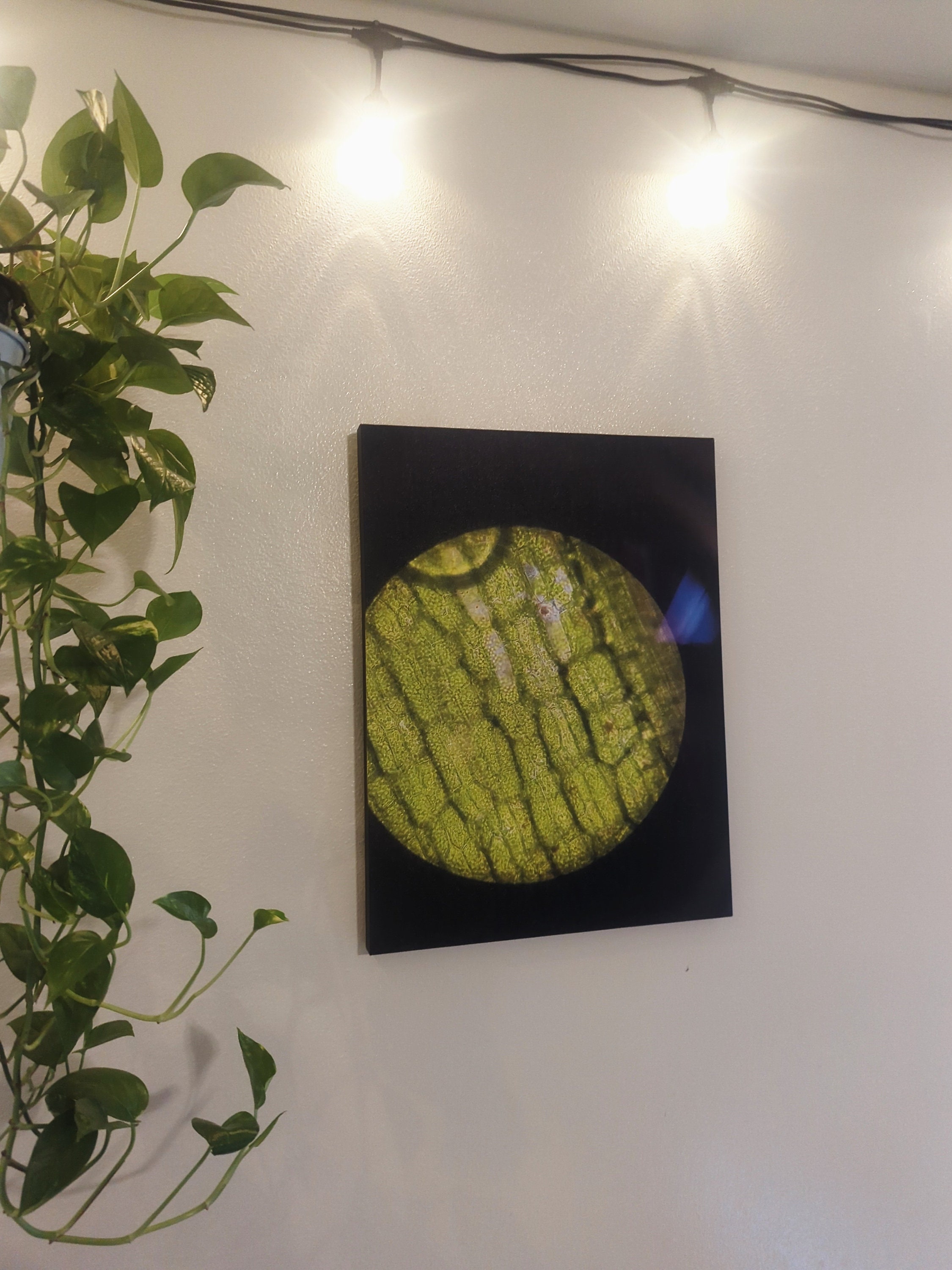 Canvas Wrapped 40x Plant Cell Art - Etsy