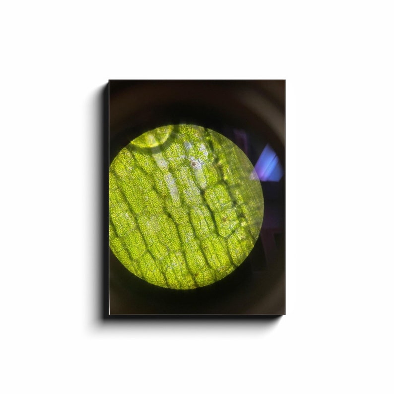Canvas Wrapped 40x Plant Cell Art - Etsy