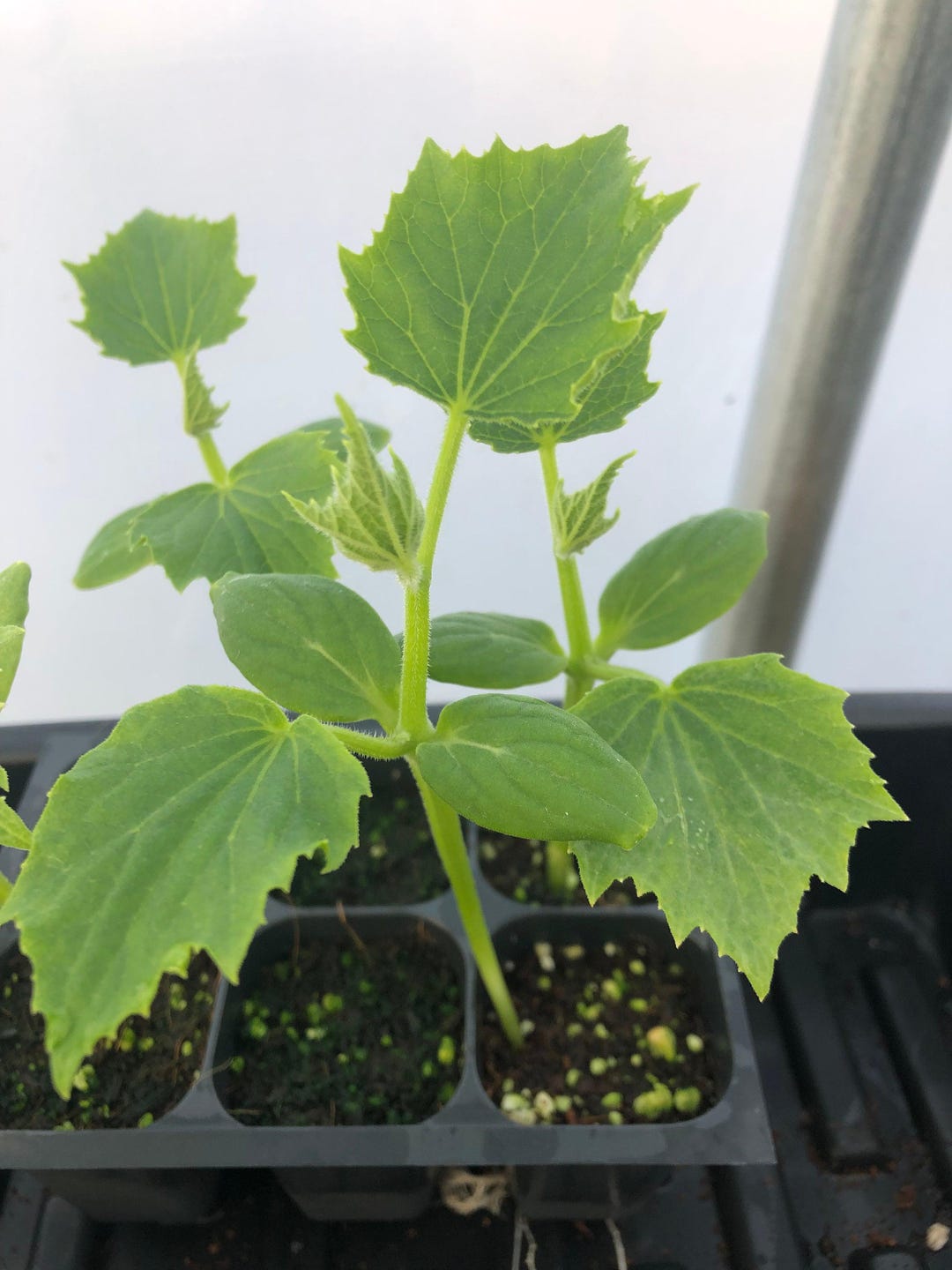 Cucumber Live Plant - Seedlings/plugs and Plants - 3"- 12" Tall - 30-60 ...