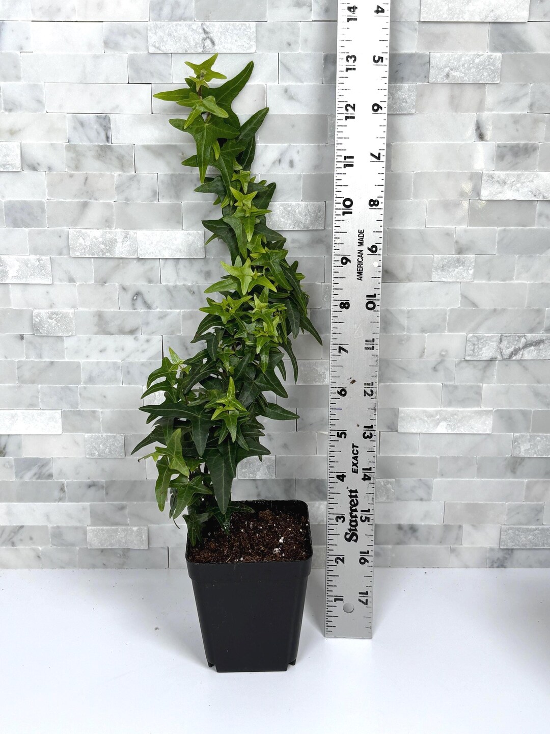 Needlepoint Ivy - House Plant - Starter Plant - (hedera) - Etsy