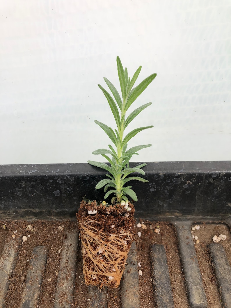 Rosemary Live Plant Seedlings: Fragrant Culinary Herb, USA Grown - Etsy