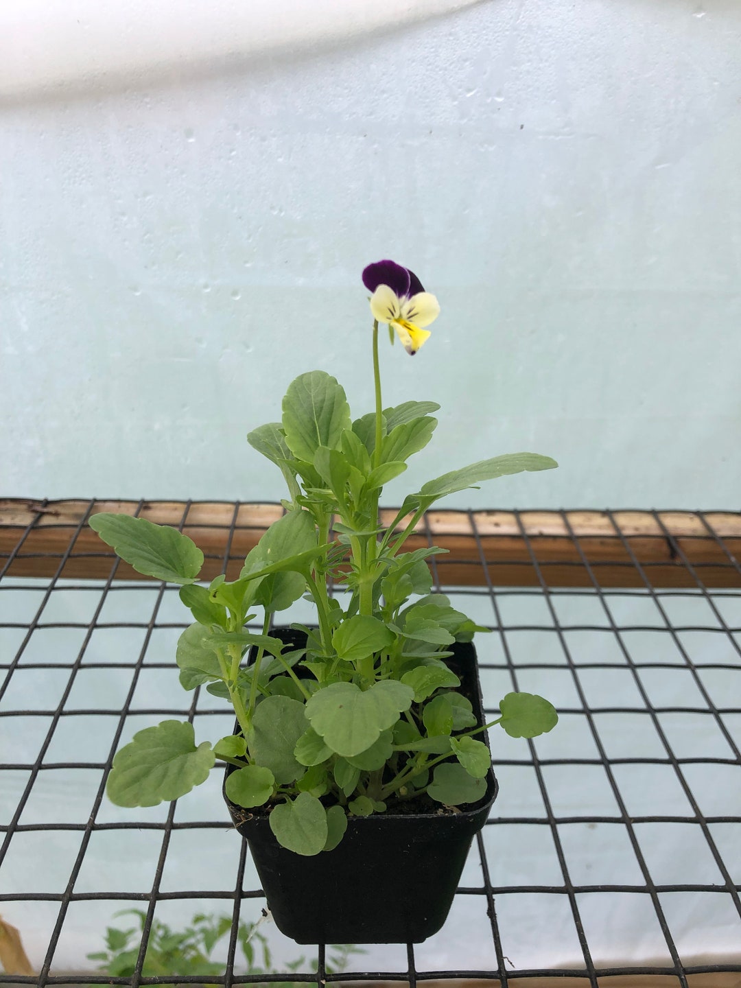 Viola Live Flower Plants - Seedlings/plugs- 5"- 12" Tall - 30-50 Days ...