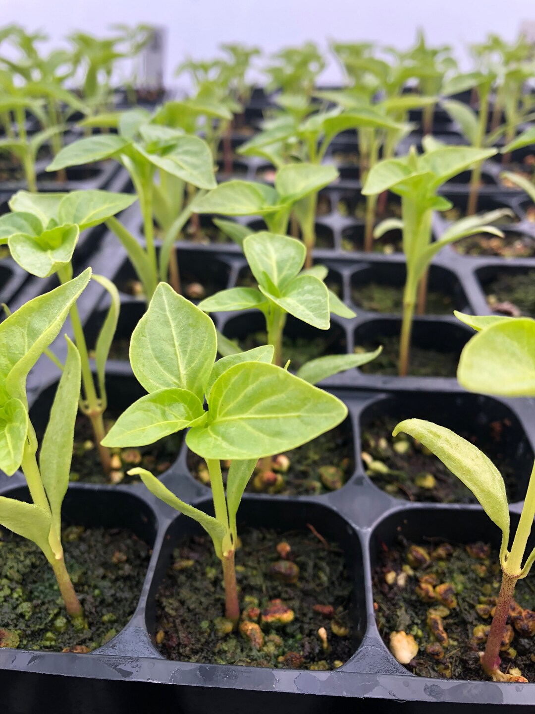 Serrano Pepper Live Plant - Seedlings/plugs and Plants- 3"- 12" Tall ...