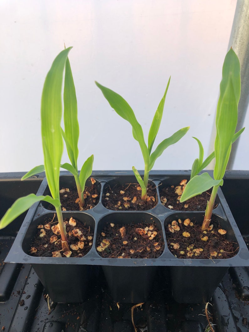 Corn Live Plant - Seedlings/plugs and Plants - 3"- 12" Tall - 30-60 ...