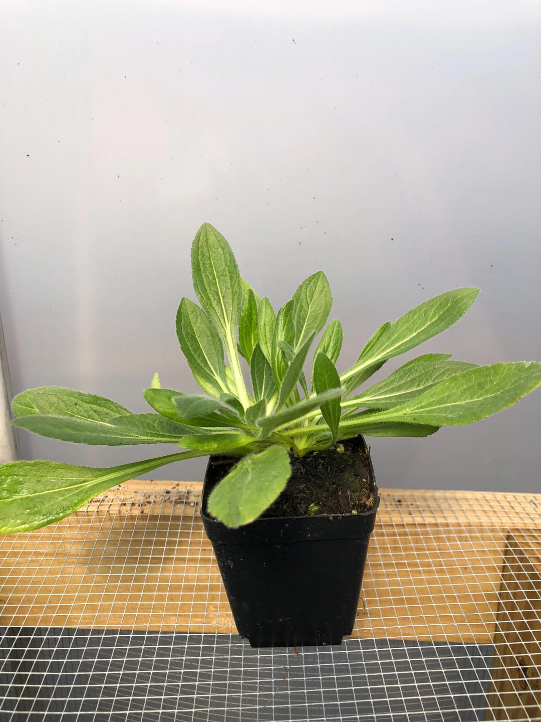 Sweet William Live Flower Plants - Seedlings/plugs- 5"- 12" Tall - 30 ...