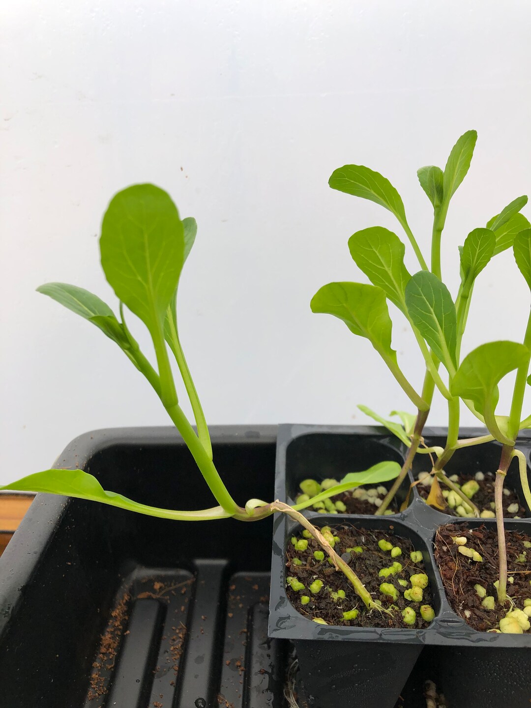 Win Win Choi Live Plant - Seedlings/plugs and Plants - 3"- 12" Tall ...