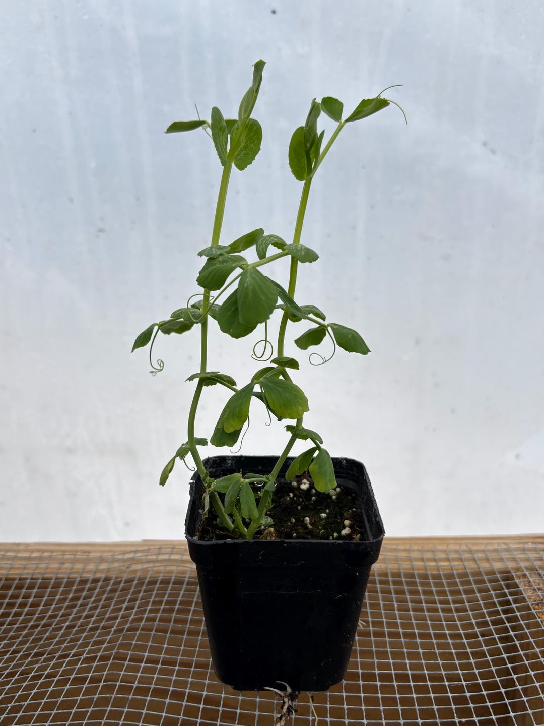 Sugar Snap Pea Live Plant - Seedlings/plugs and Plants- 3"- 12" Tall ...