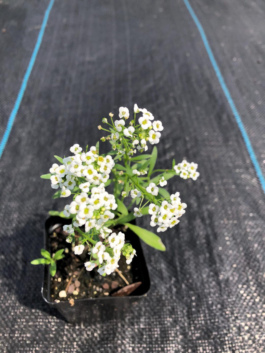 Sweet Alyssum Live Flower Plants - Seedlings/plugs- 5"- 12" Tall - 30 ...