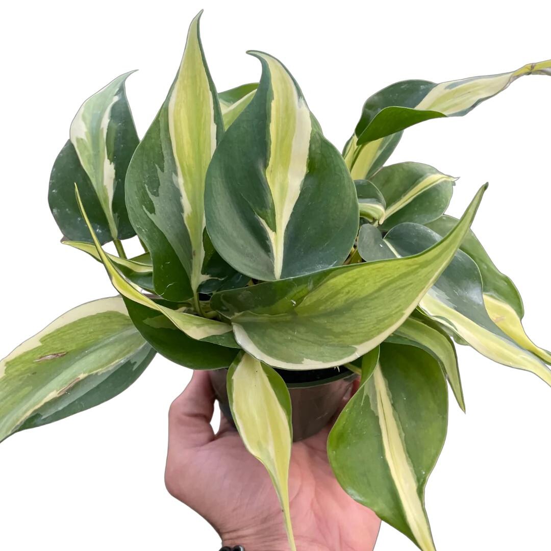 Philodendron Silver Stripe • Rare Variegated Cream & Green • Trailing ...