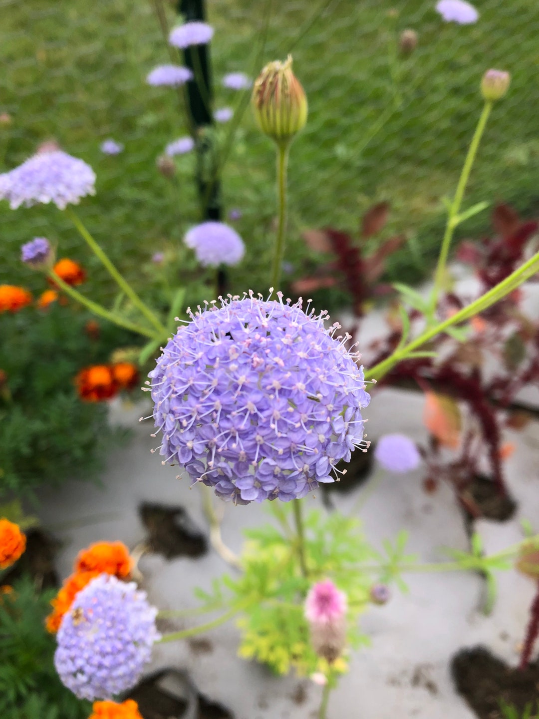 Didiscus Blue Lacy Lavender Blue Flower Seeds Non GMO USA Grown - Etsy