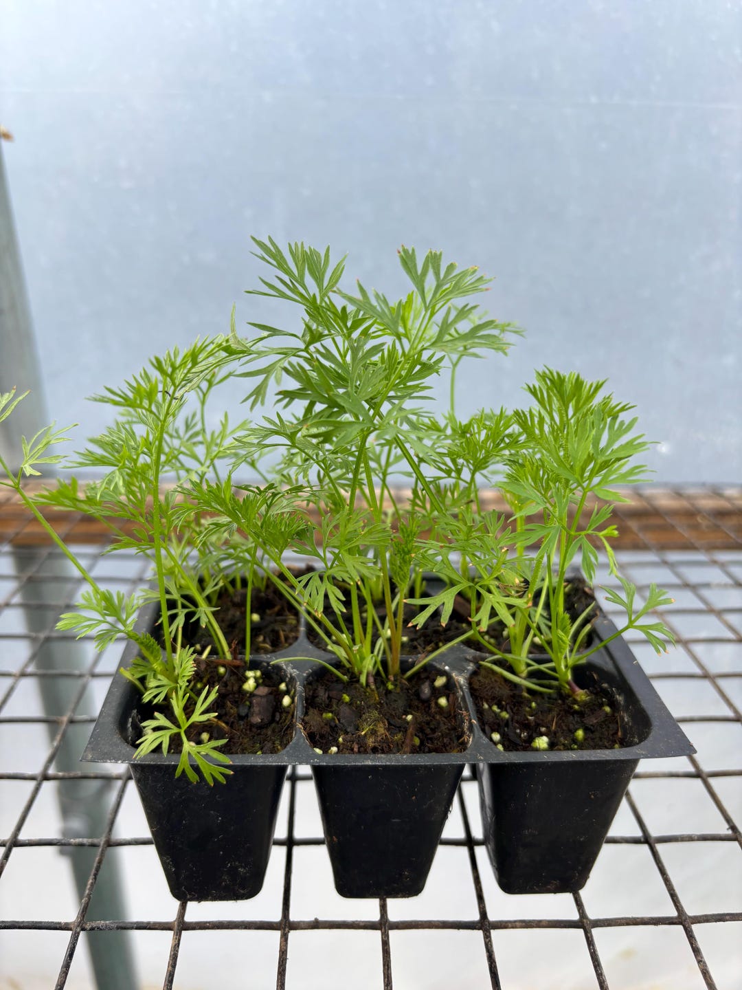 Carrot Live Plant - Seedlings/plugs and Plants - 3"- 12" Tall - 30-60 ...