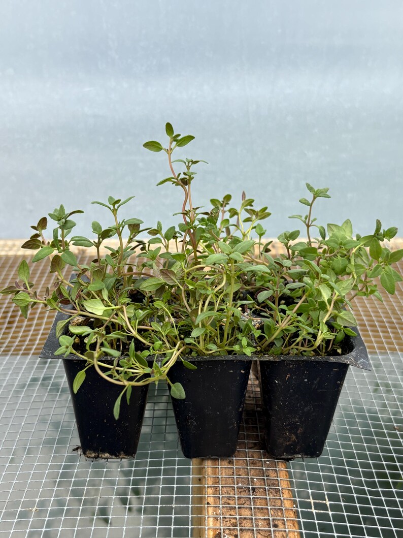Thyme Live Plant - Seedlings/plugs and Plants - 3"- 12" Tall - 30-60 ...