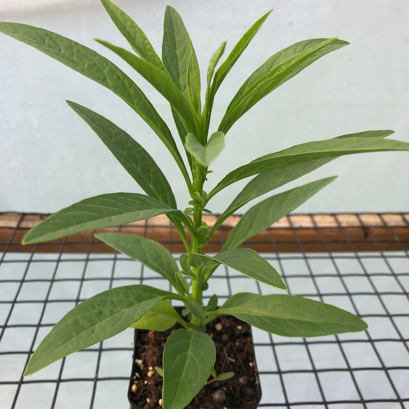 Salvia Divinorum Seeds - Etsy