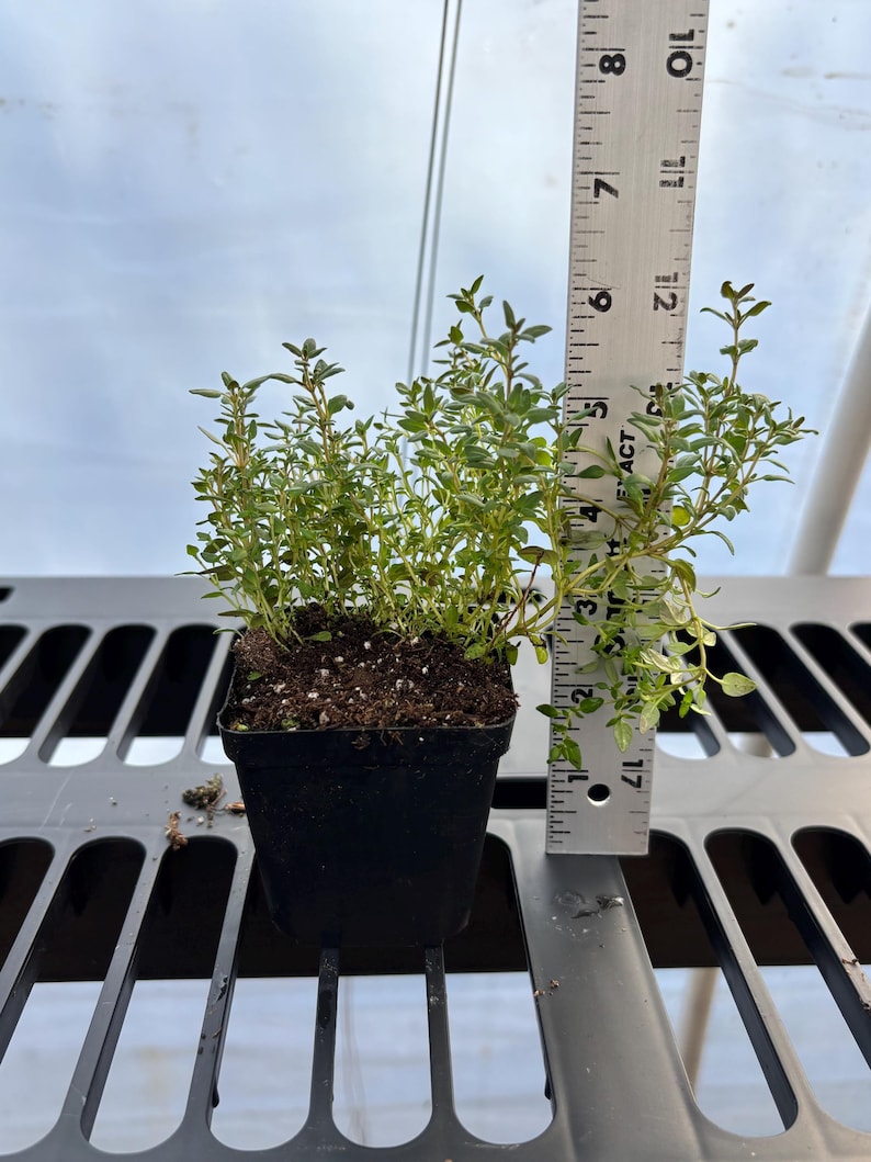 Thyme Live Plant - Seedlings/plugs and Plants - 3"- 12" Tall - 30-60 ...
