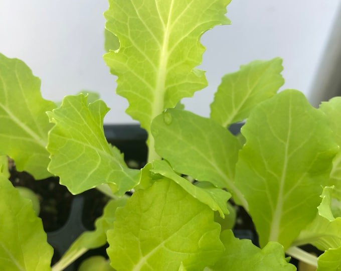 Bravo Cabbage Plugs - Etsy