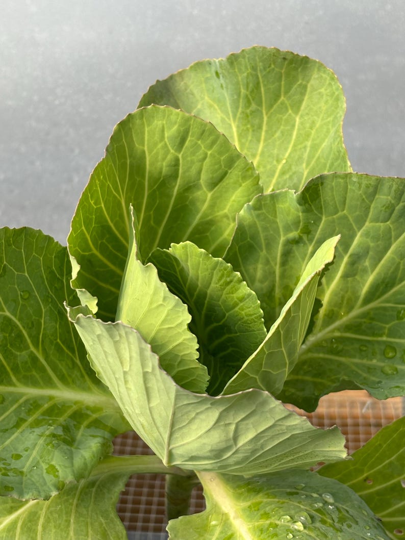 Cabbage Live Plant - Seedlings/plugs and Plants - 3"- 12" Tall - 30-60 ...
