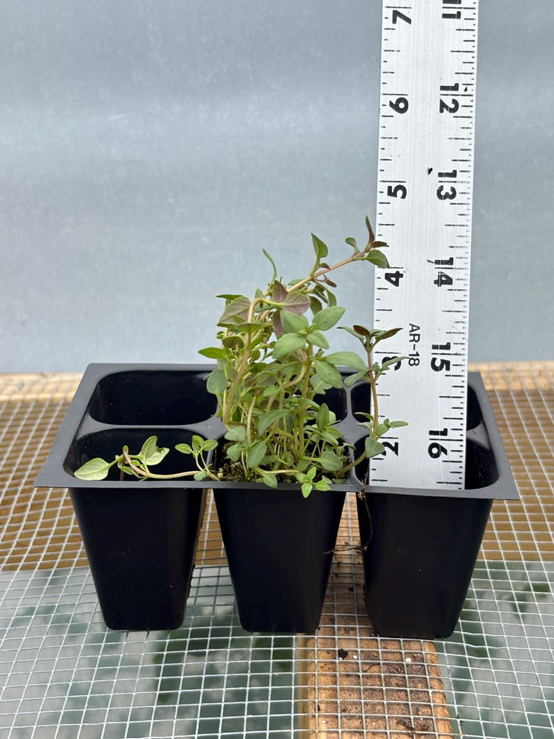Thyme Live Plant - Seedlings/plugs and Plants - 3"- 12" Tall - 30-60 ...