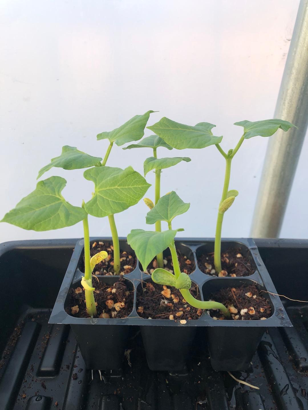 Bean Live Plant - Seedlings/plugs and Plants - 3"- 12" Tall - 30-60 ...