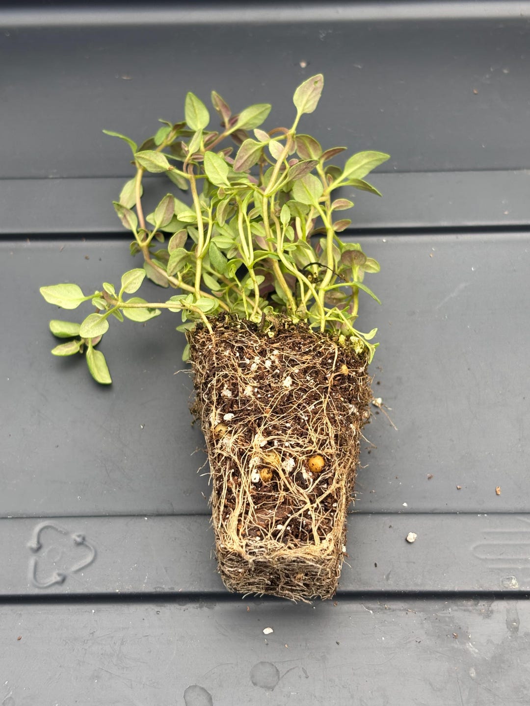 Thyme Live Plant - Seedlings/plugs and Plants - 3"- 12" Tall - 30-60 ...