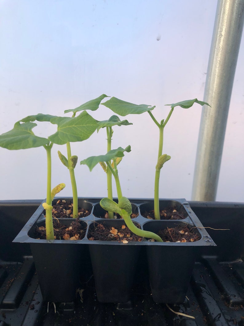 Bean Live Plant - Seedlings/plugs and Plants - 3"- 12" Tall - 30-60 ...