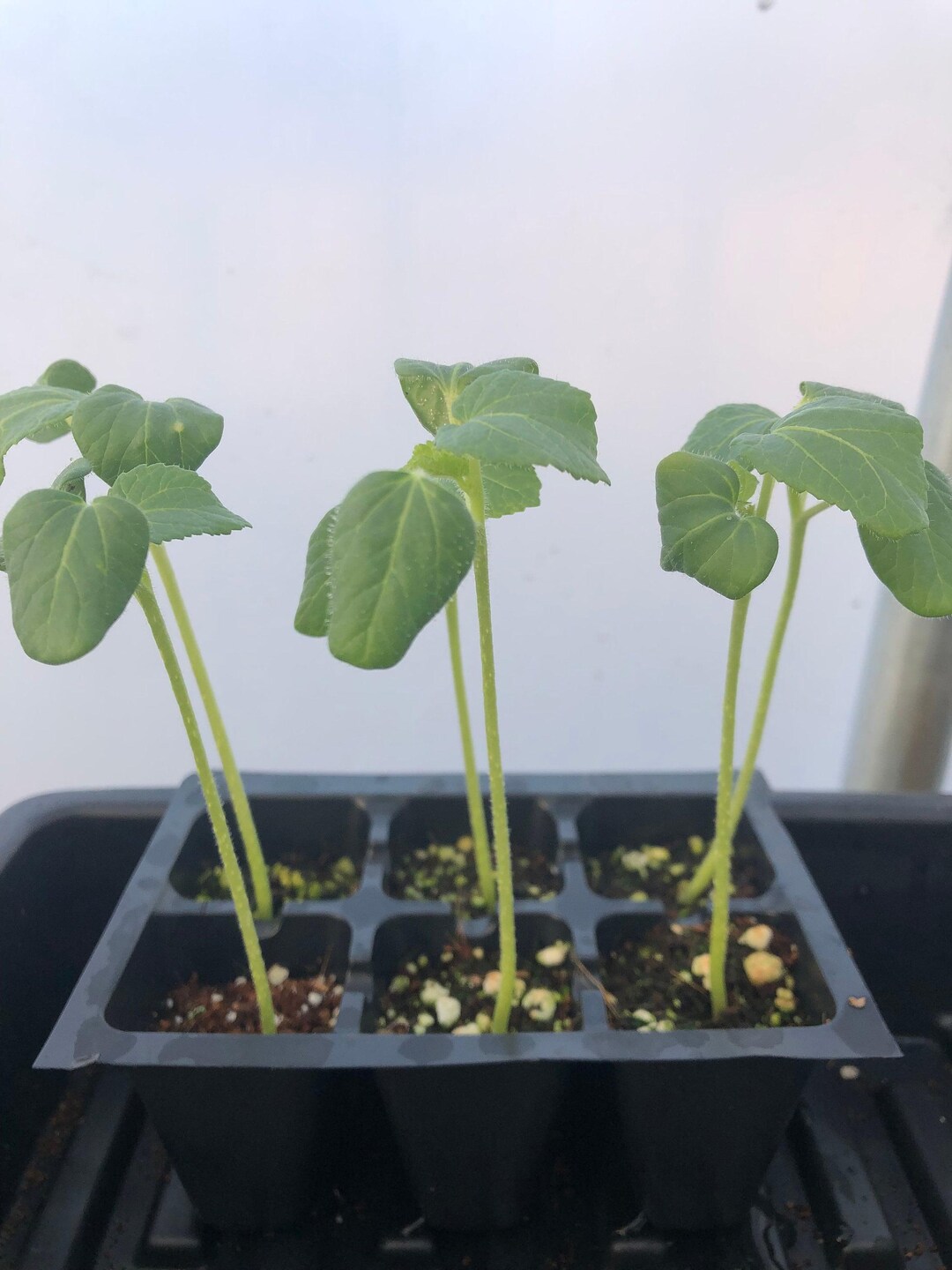 Okra Live Plant - Seedlings/plugs and Plants - 3"- 12" Tall - 30-60 ...