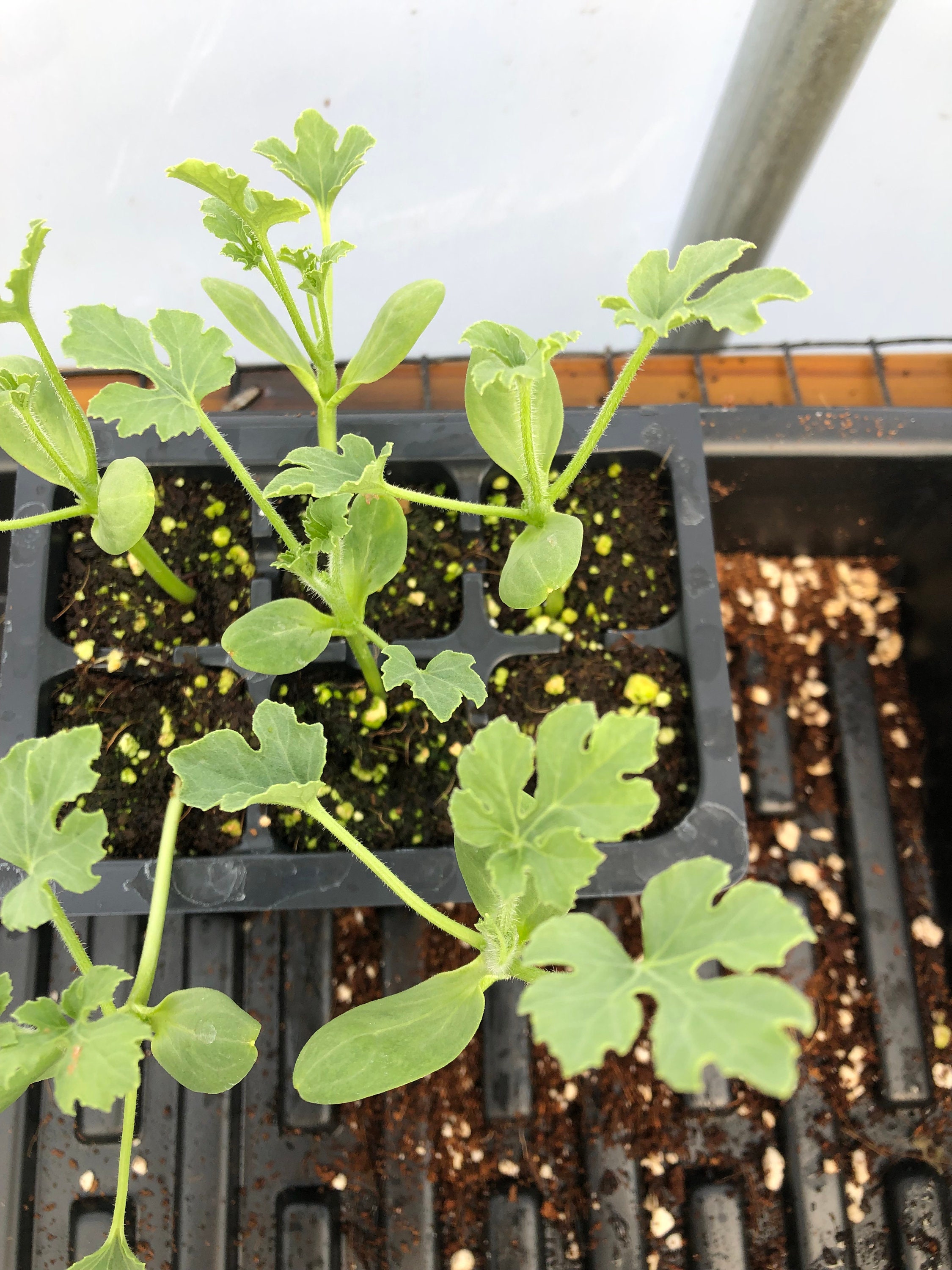Watermelon Live Plant - Seedlings/plugs and Plants - 3