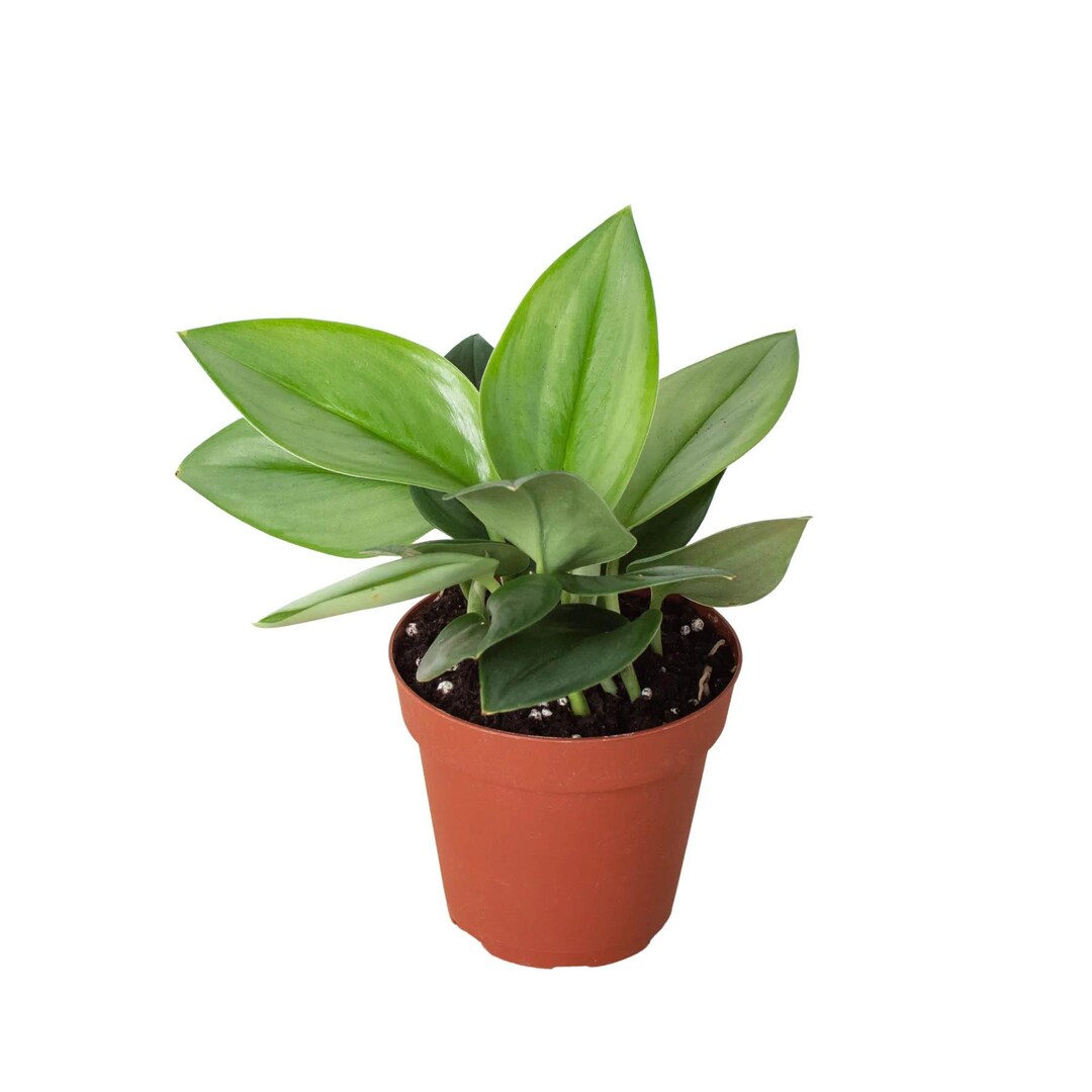 Scindapsus Moonlight Plant, Sterling Silver Rare Houseplant - Etsy