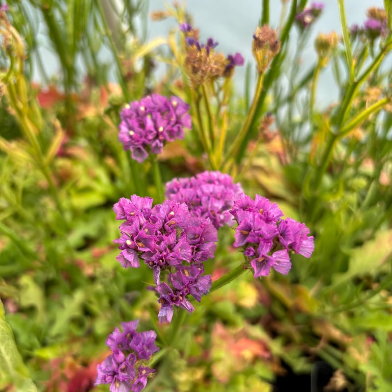 Statice Flowers - Etsy