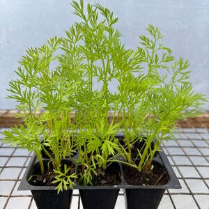 Carrot Live Plant - Seedlings/plugs and Plants - 3"- 12" Tall - 30-60 ...