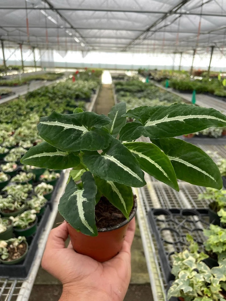 Syngonium Wendlandii Black Velvet • Dark Green Velvet Leaves • Rare • 6 ...