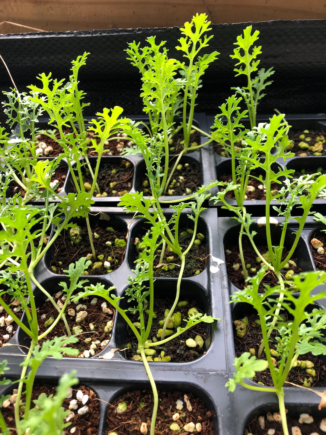 Mustard Green Live Plants Seedlings/plugs 3 5 Tall 30-45 Days Old ...