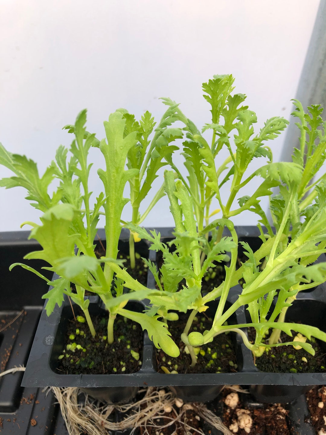 Chrysanthemum Greens Live Plants Seedlings/plugs 3 5 Tall 30-50 Days ...