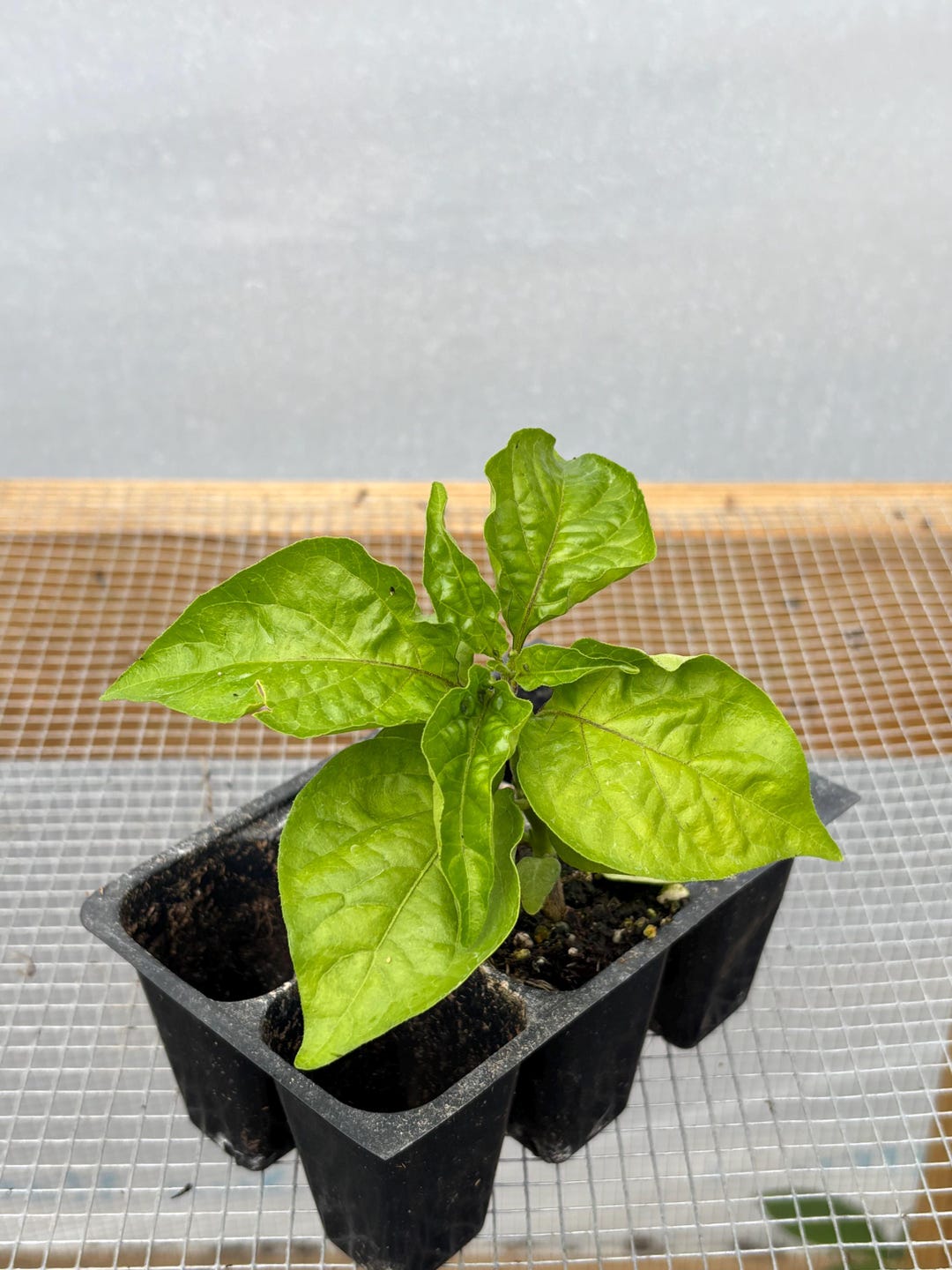 Poblano Pepper Live Plant - Seedlings/plugs and Plants- 3"- 12" Tall ...