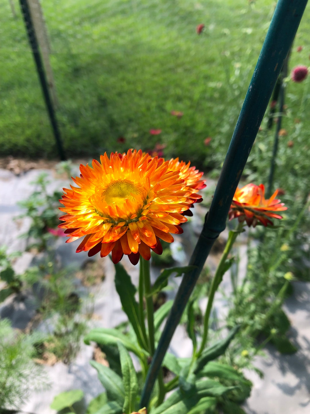 Strawflower - King Size Orange - Flower Seeds - Non GMO - USA Grown - Etsy