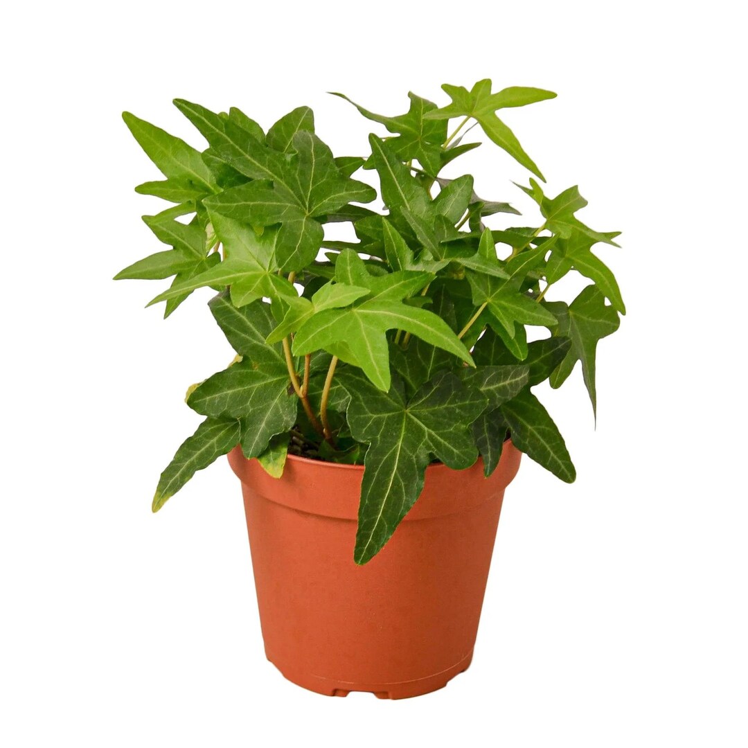 English Ivy Green California • Hedera Helix • Lush Trailing Vine • 6 ...