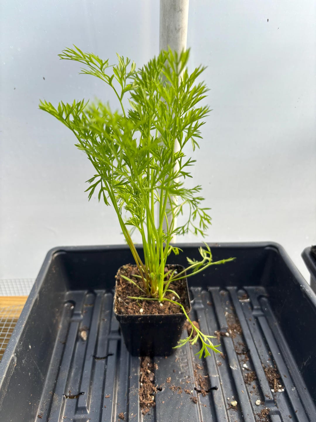 Carrot Live Plant - Seedlings/plugs and Plants - 3"- 12" Tall - 30-60 ...