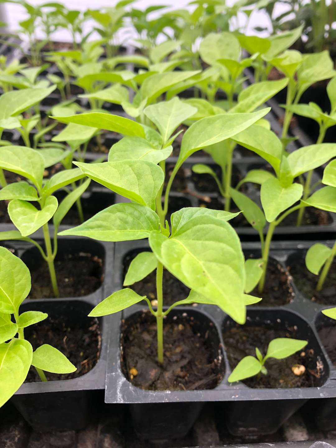 Paprika Pepper Live Plant - Seedlings/plugs and Plants- 3"- 12" Tall ...