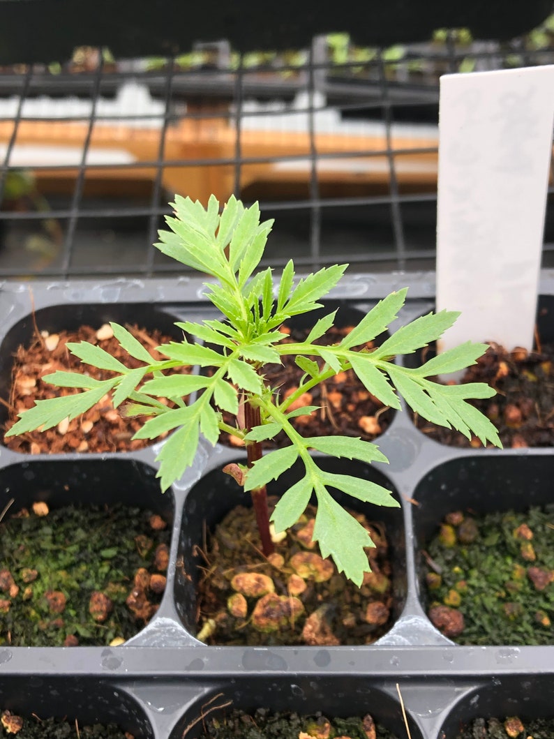 Marigold Live Plants - Seedlings/plugs- 3