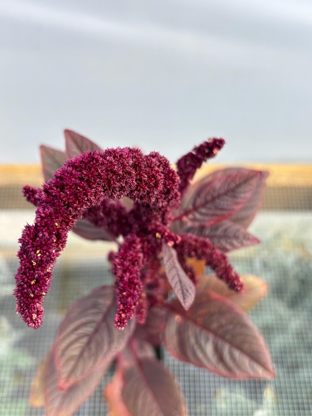 Amaranthus Live Flower Plants - Seedlings/plugs- 5"- 12" Tall - 30-50 ...