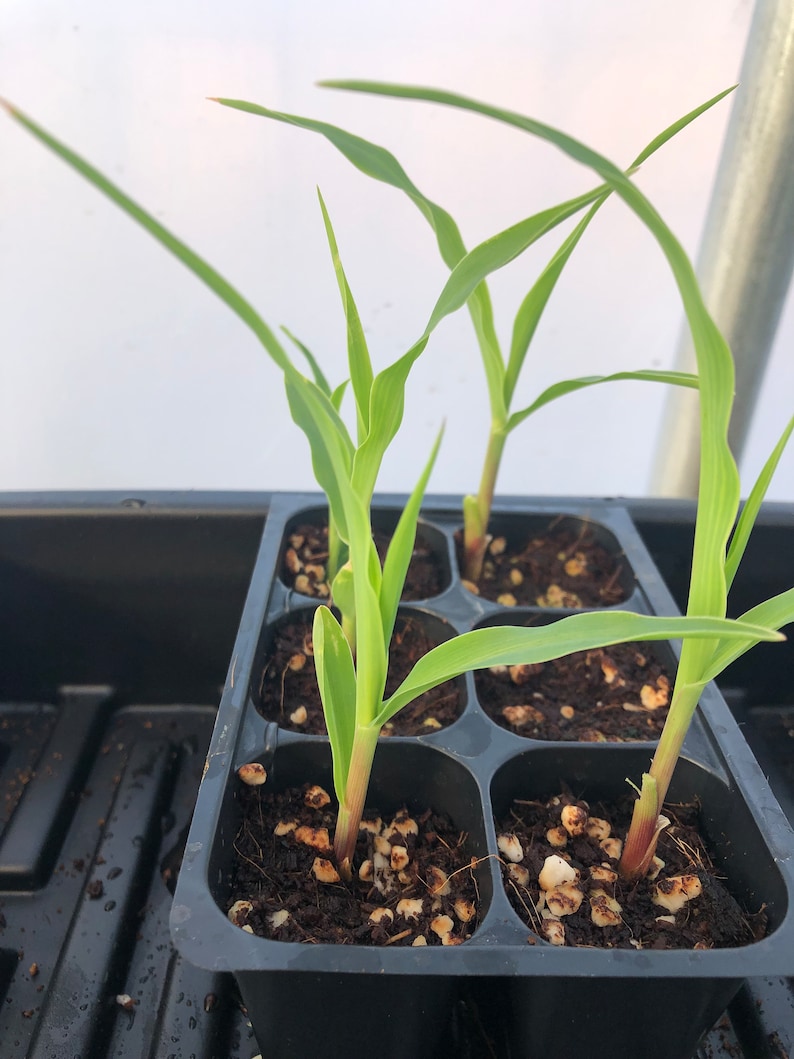 Corn Live Plant - Seedlings/plugs and Plants - 3"- 12" Tall - 30-60 ...