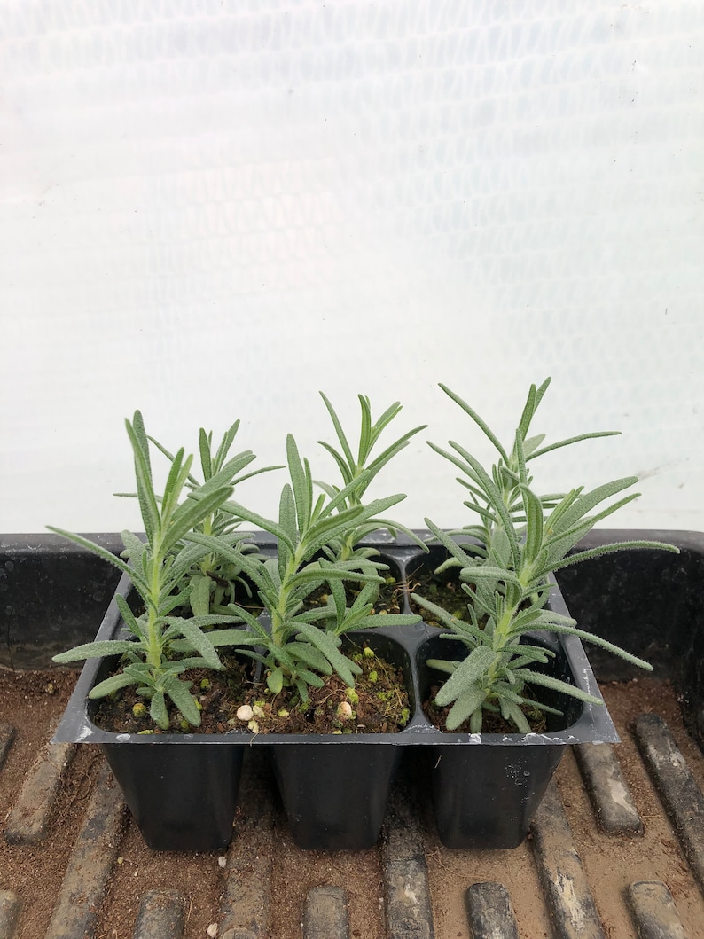 Rosemary Live Plant Seedlings: Fragrant Culinary Herb, USA Grown - Etsy