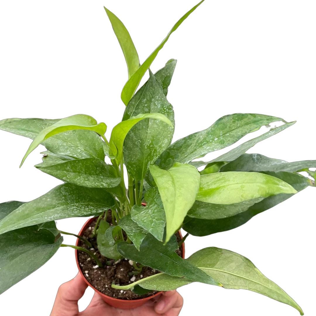 Pothos Skeleton Key • Epipremnum Aureum • Rare Fenestrated Neon Leaves ...